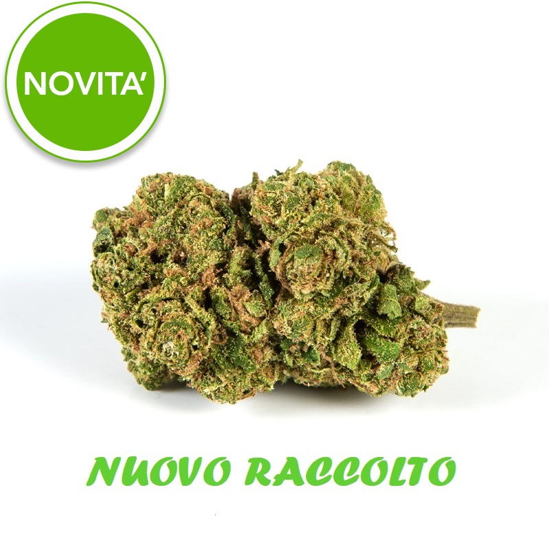 CANDY KUSH INDOOR NEWS 2024 - Hemp House Cannabis